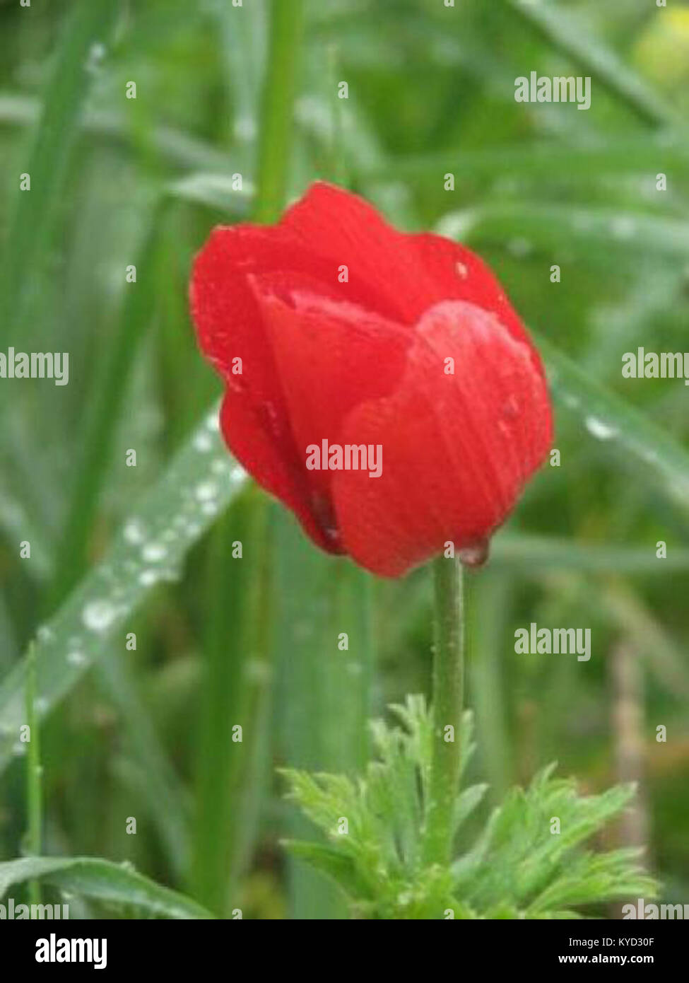 A photographic collection from PikiWiki Israel presenting various plant ...