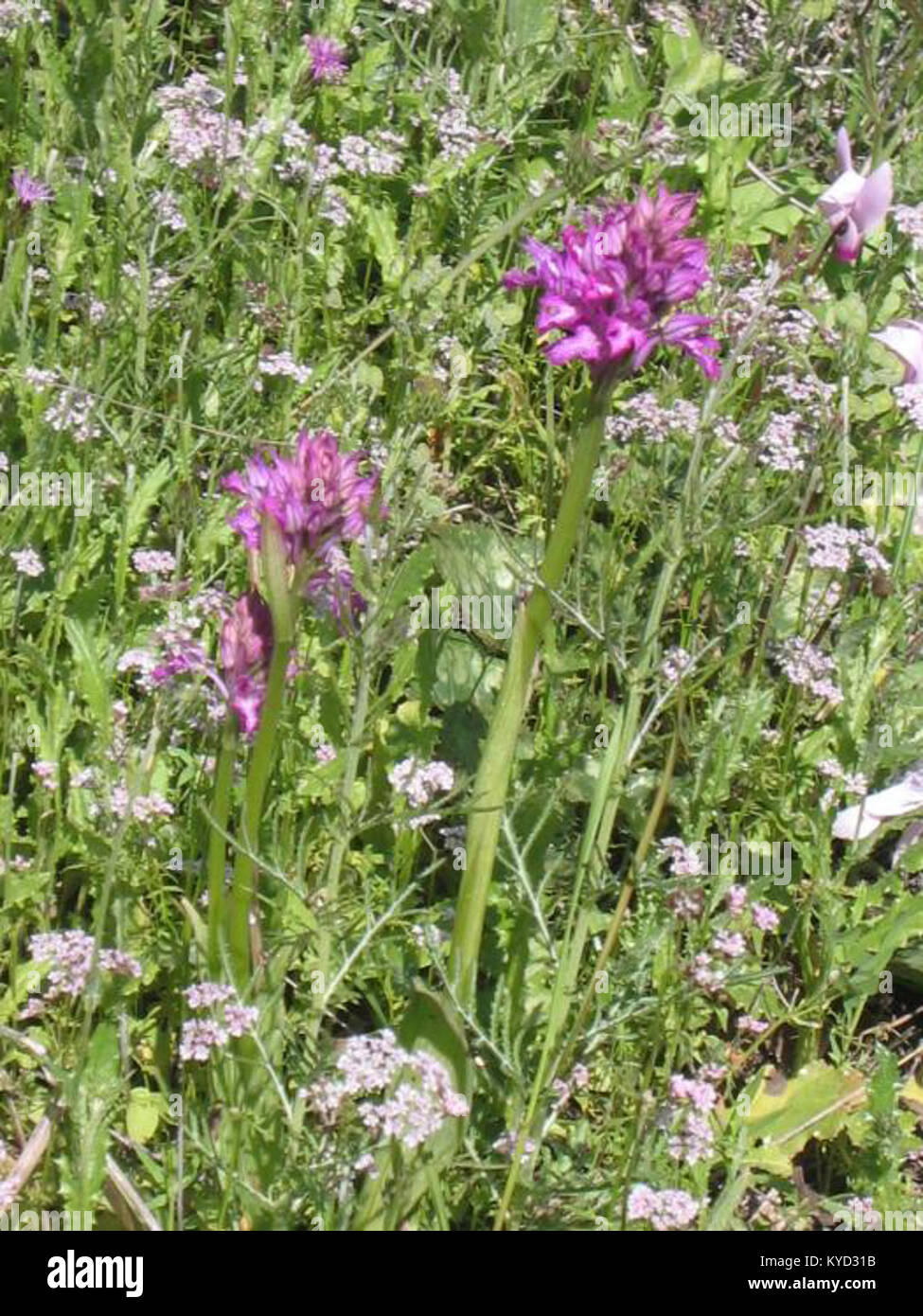 Captured during spring in Jerusalem, this image highlights the city’s ...