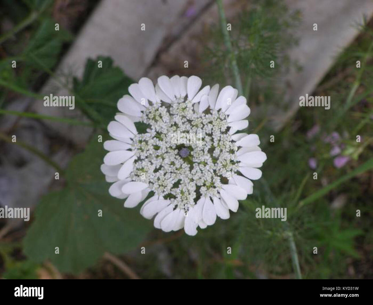 An image from the PikiWiki Israel collection showing a flower in the ...