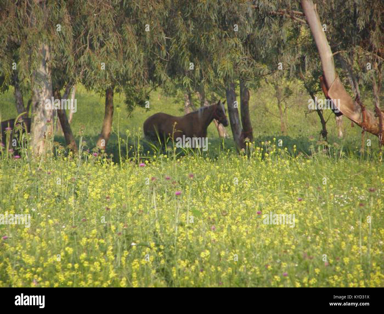 This image highlights the geography of Israel, showing its diverse ...