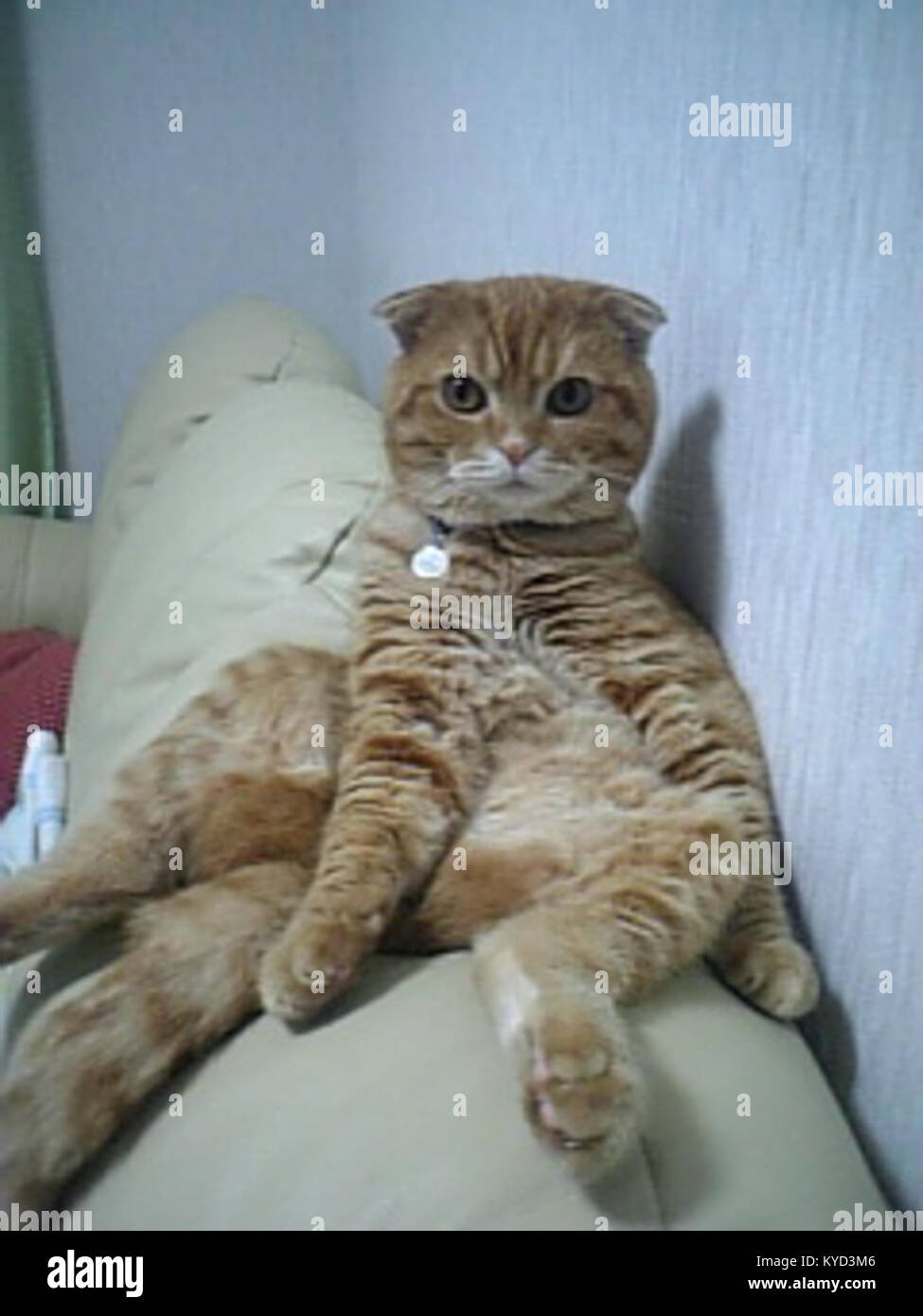 Scottish fold buddha hi-res stock photography and images - Alamy