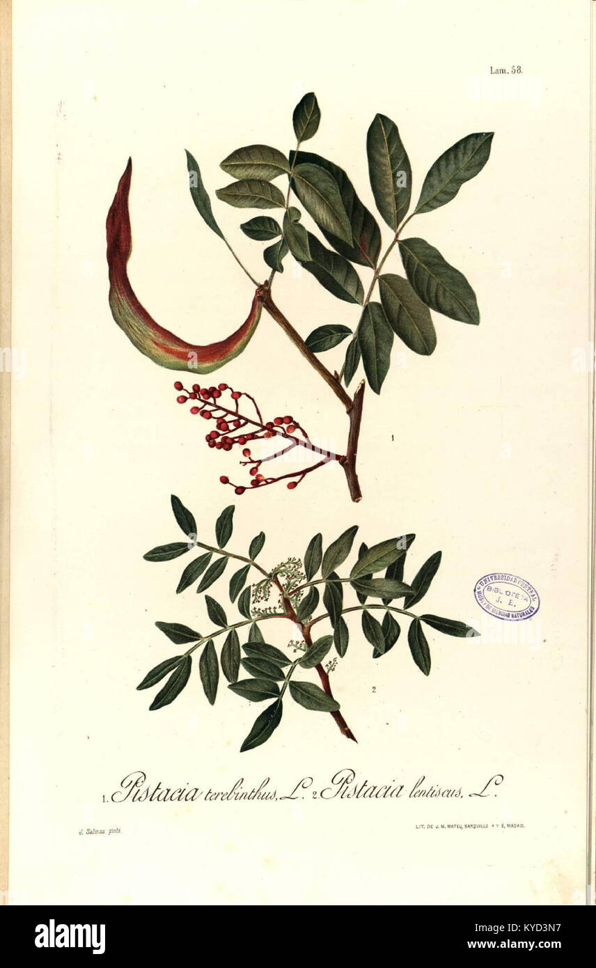 Terebinth tree hi-res stock photography and images - Alamy