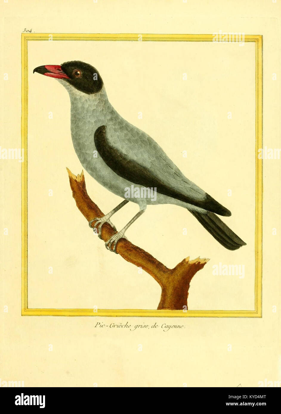 An illuminated manuscript depicting natural history, showcasing ...