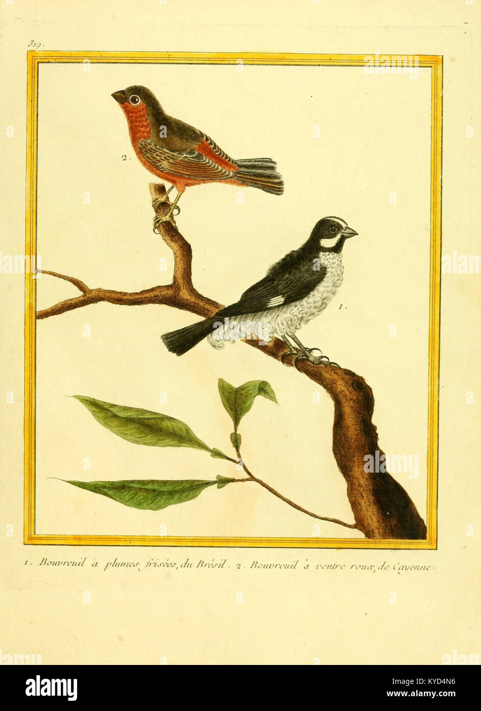 Botanical and zoological drawings hi-res stock photography and images ...