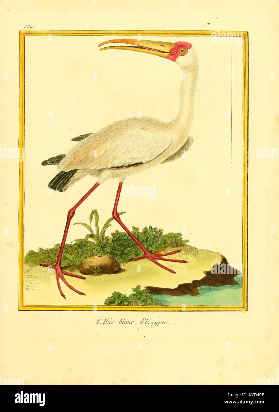 This is a collection of illuminated plates illustrating natural history ...