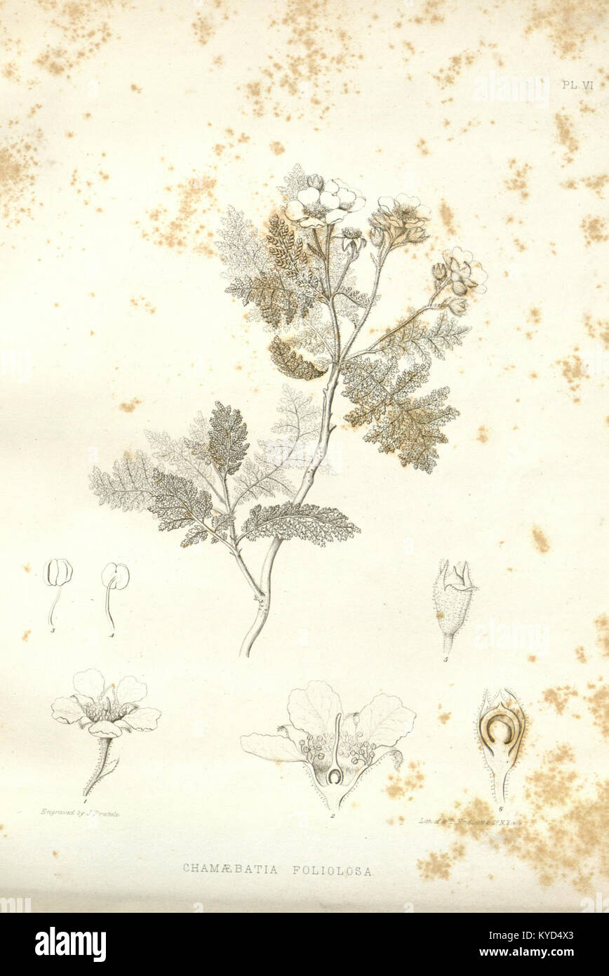 A botanical reference describing plants collected by Colonel J. C ...