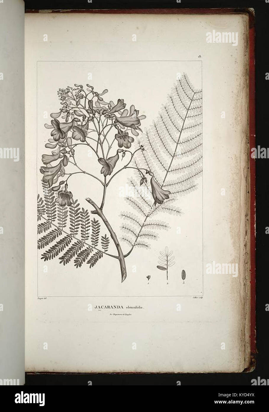 This botanical illustration shows plants collected in Mexico, with a ...