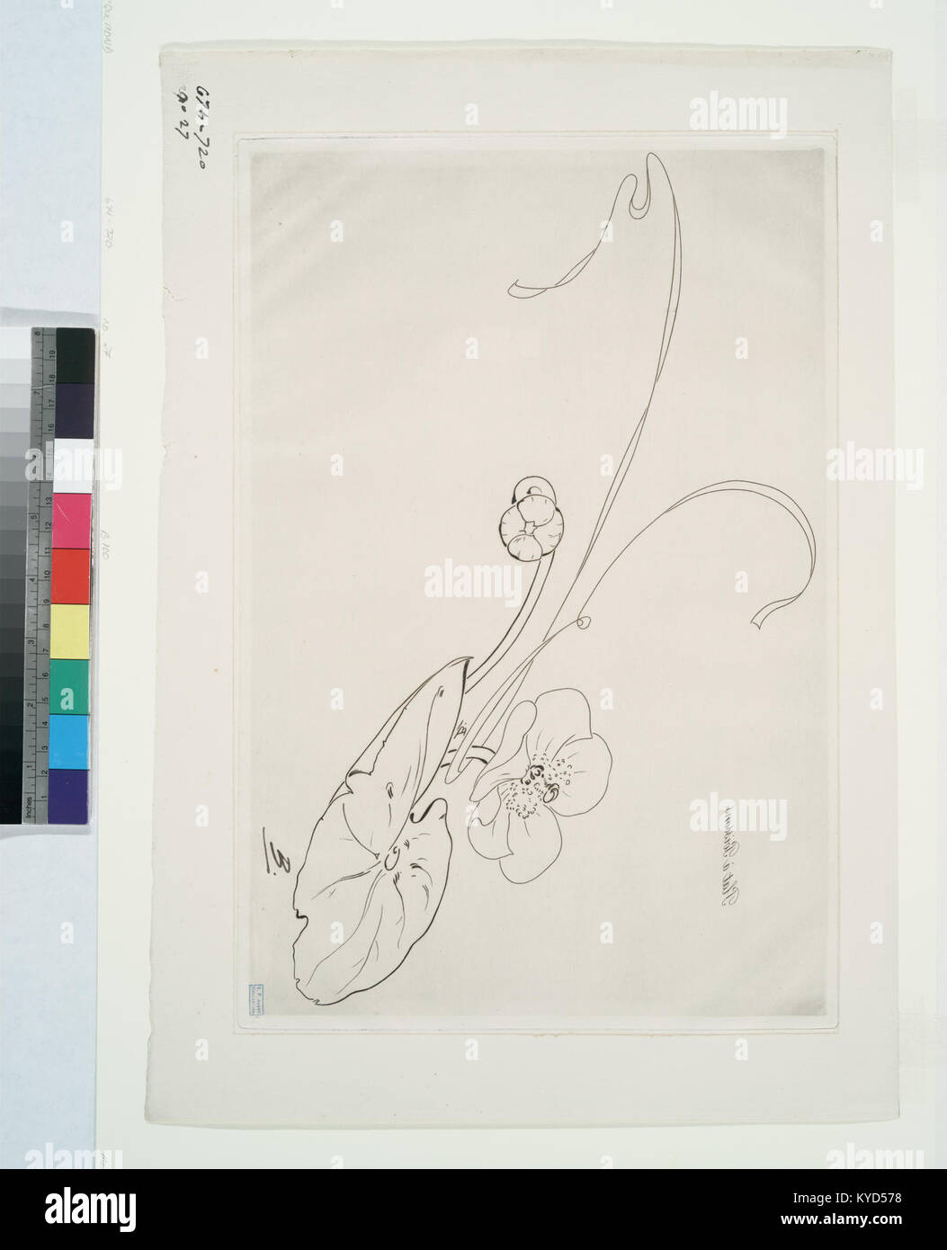 A botanical illustration titled *Plat, poisson* depicting a water lily ...