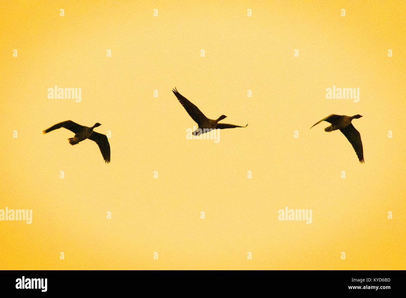 bird flying goose Canada goose waterfowl geese fowl wings wildfowl ...