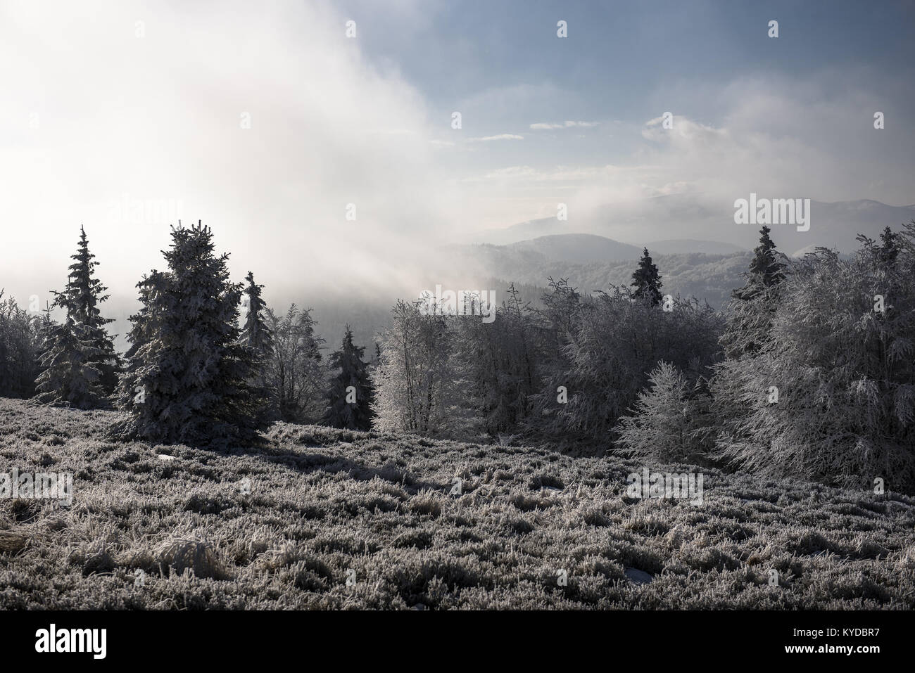 Stryszawa, Poland. 14th Jan, 2018. Trees cover in snow are seen in ...