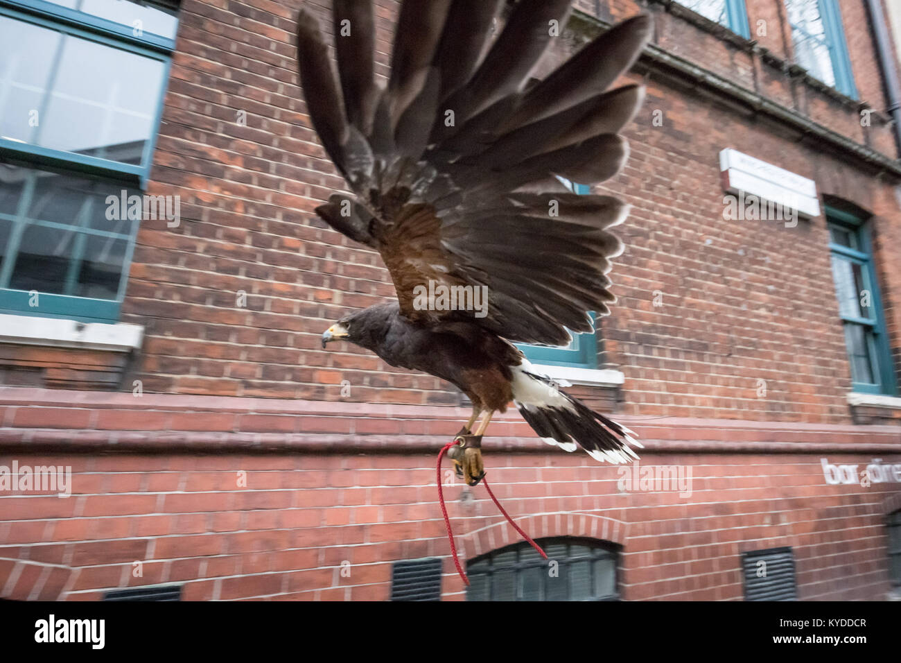 Harriss hawk rosie hi-res stock photography and images - Alamy