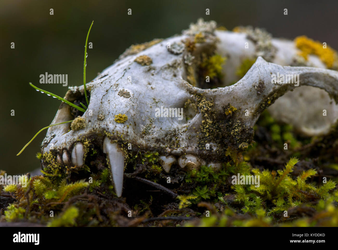 Elkton, OREGON, USA. 14th Jan, 2018. A moss and lichen encrusted cat ...
