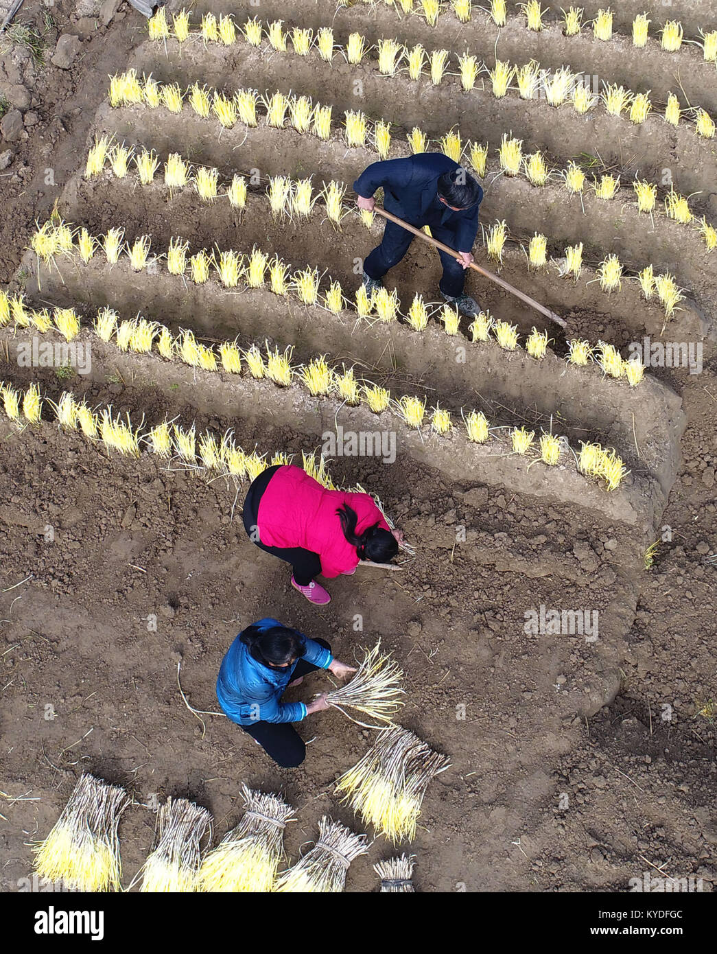 Hotbed chives hi-res stock photography and images - Alamy