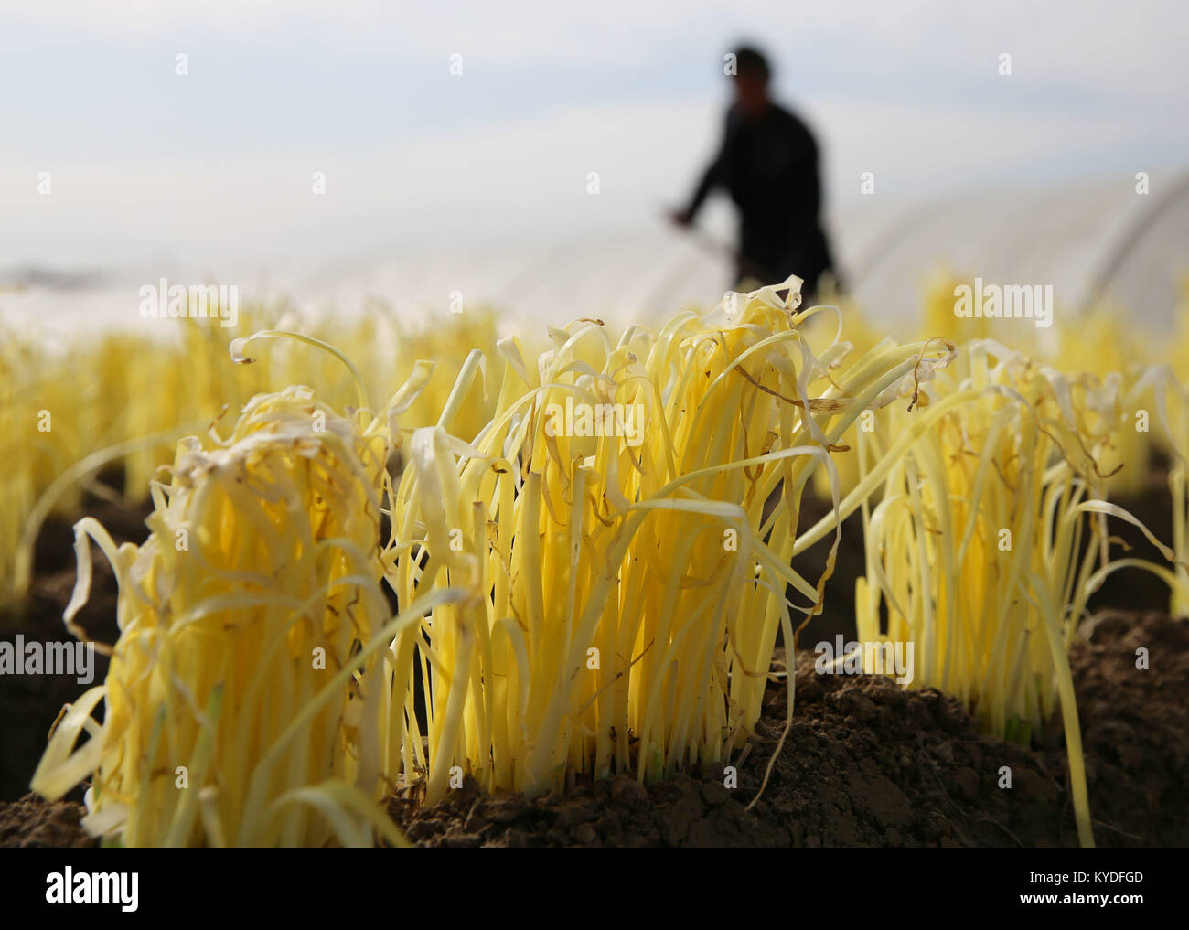 Hotbed chives hi-res stock photography and images - Alamy