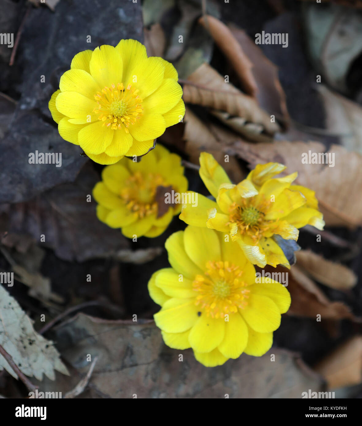 15th Jan, 2018. Winter flowers Adonis flowers, known as a harbinger of ...