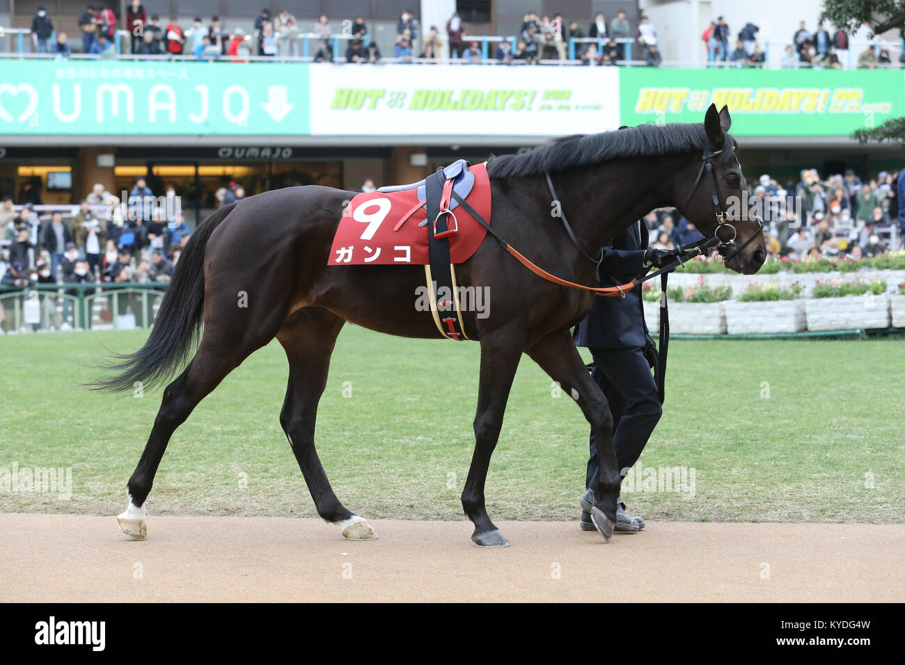Kyoto, Japan. 14th Jan, 2018. Ganko Horse Racing : Ganko is led through ...