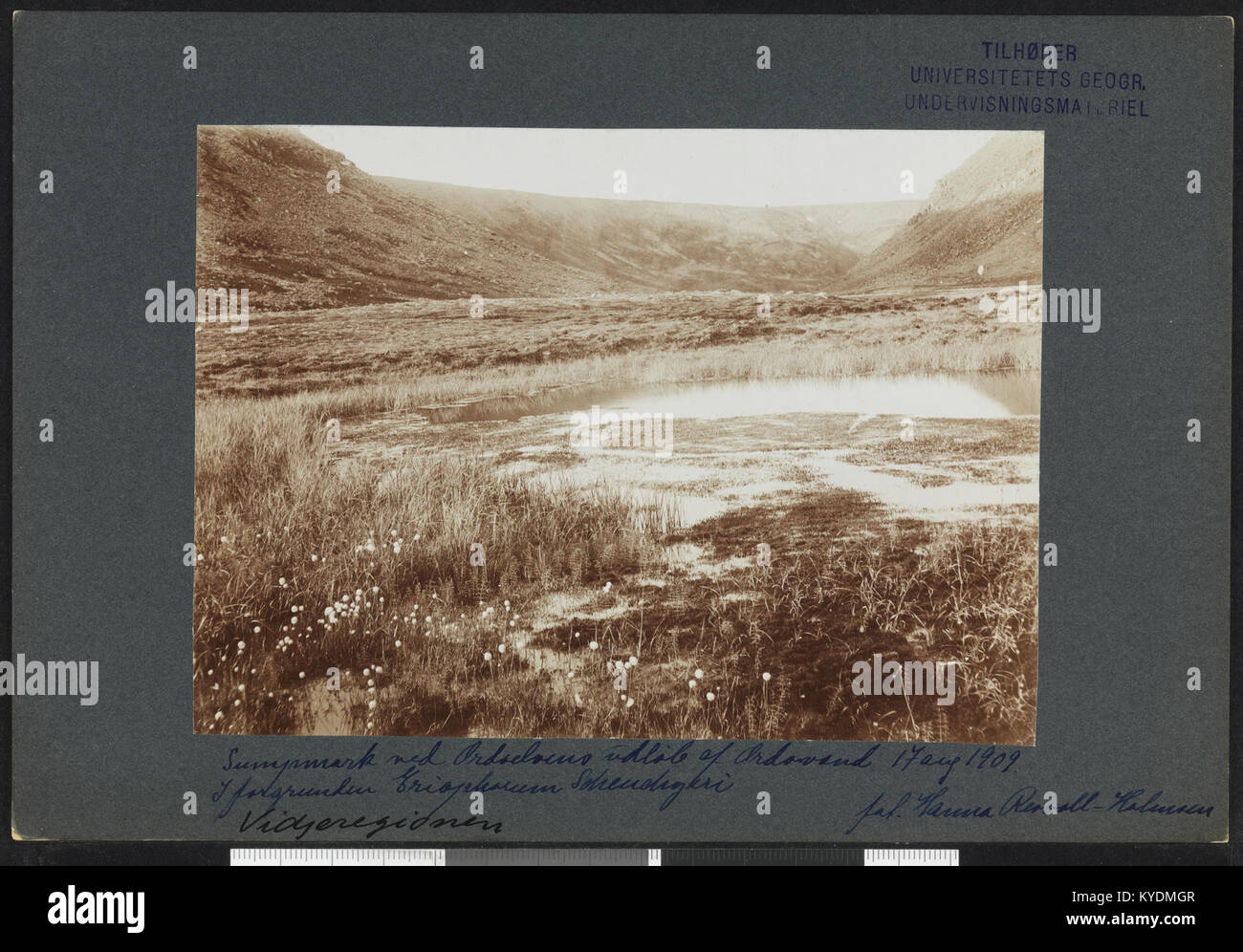 This photograph shows a swamp near the mouth of the Ordoelven River ...
