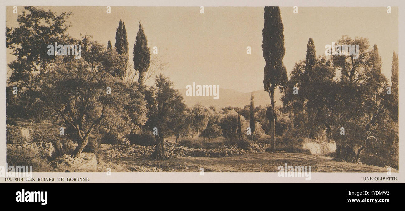 This 1919 photograph by Daniel Boissonnas shows an olive grove on the ...