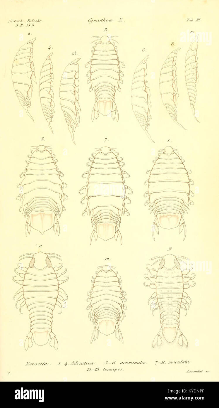 Scientific monograph on Cymotharum, a genus of isopod crustaceans ...