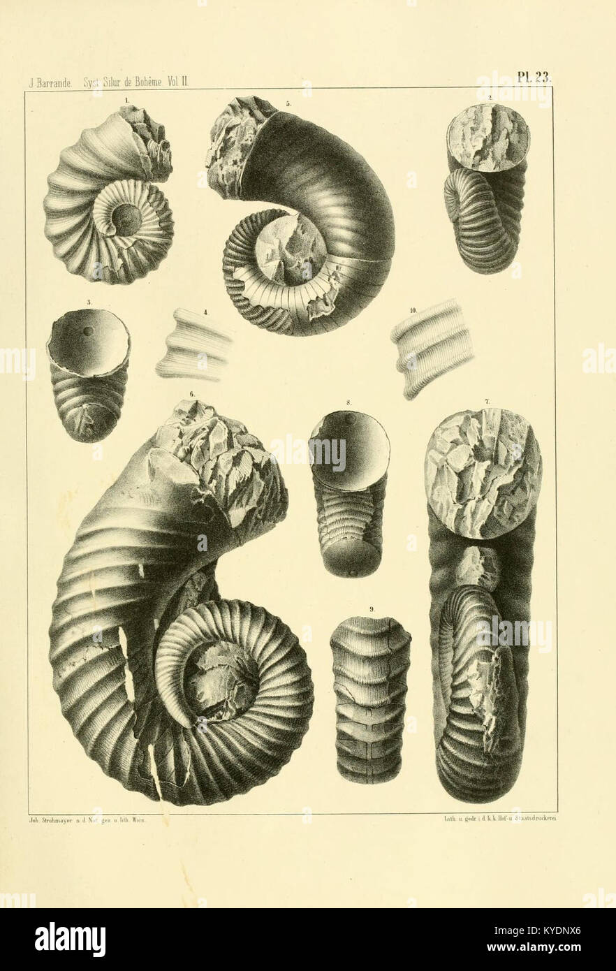 A geological plate depicting strata and fossil findings from the ...