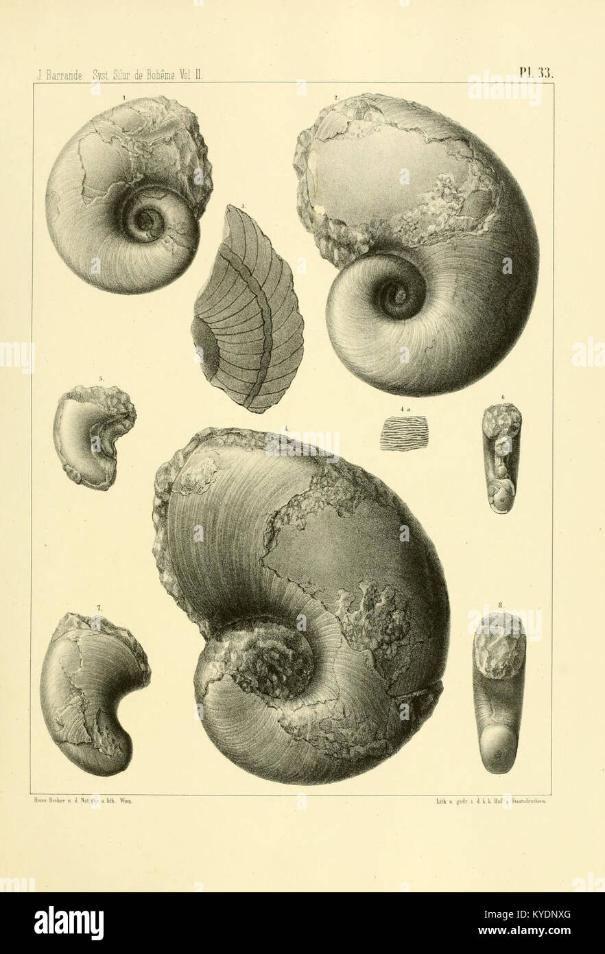 This illustration from the Silurian system of central Bohemia provides ...