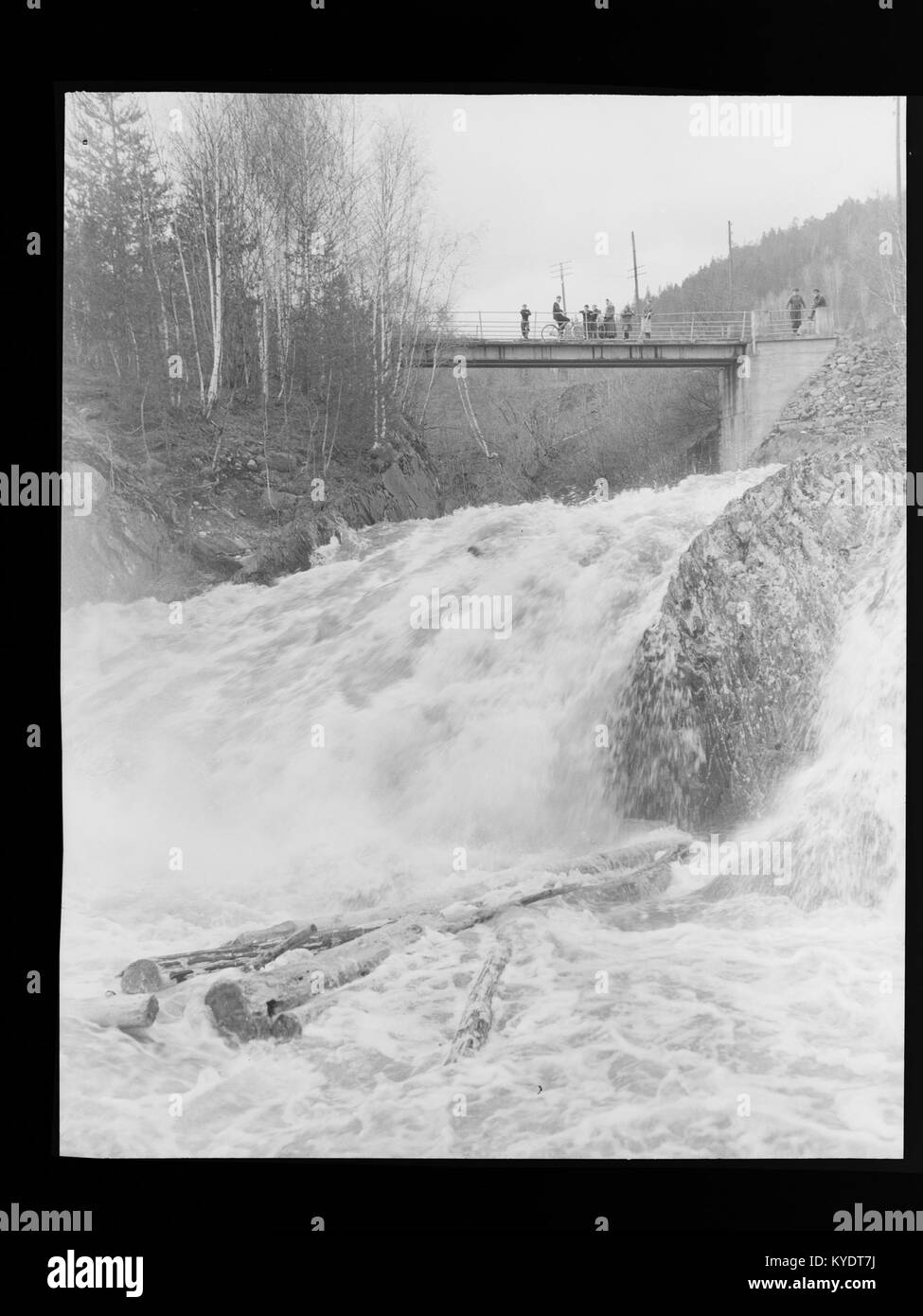 Historical photograph showing log floating on the Skjerva river ...