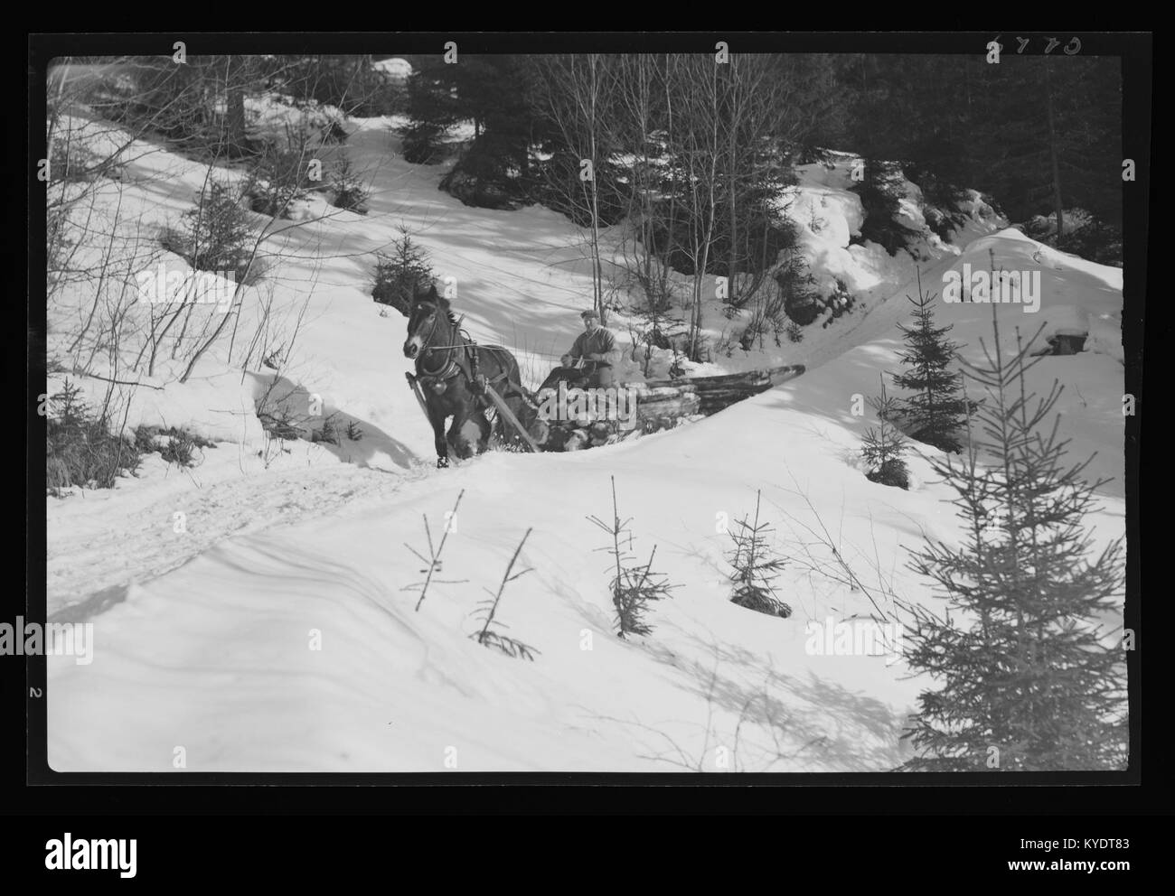 A 2016 photograph showing a timber logging operation with workers ...