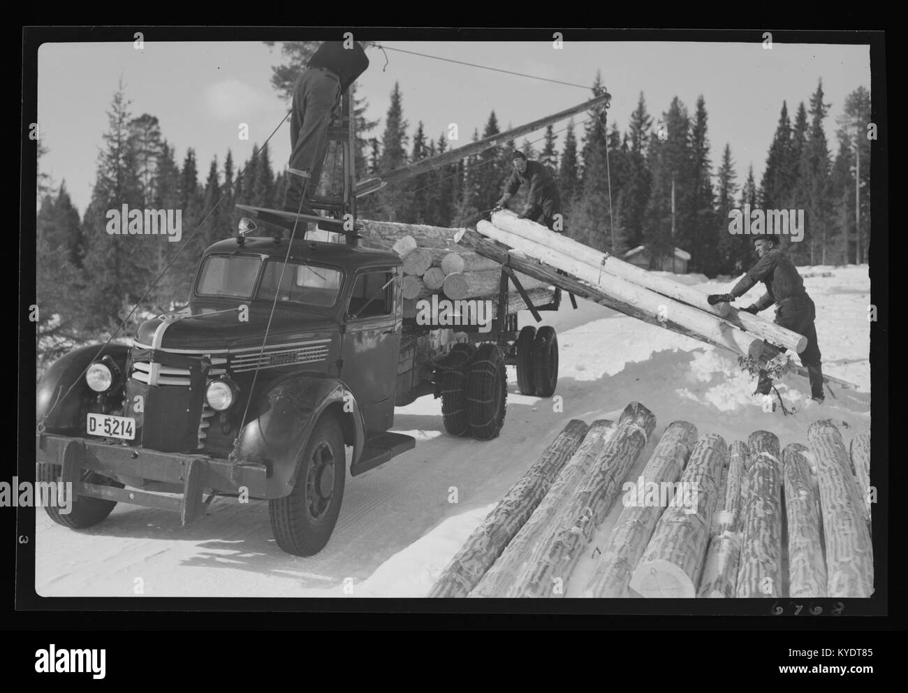 The image shows timber-cutting in a Norwegian forest: felled pine ...