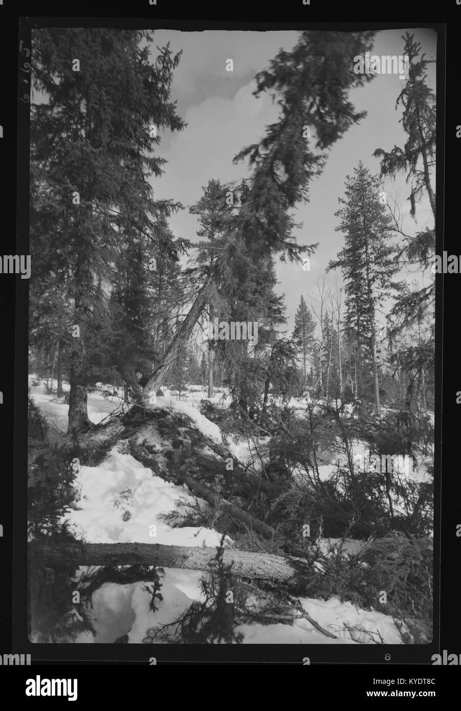 Wood harvesting in forest Black and White Stock Photos & Images - Alamy