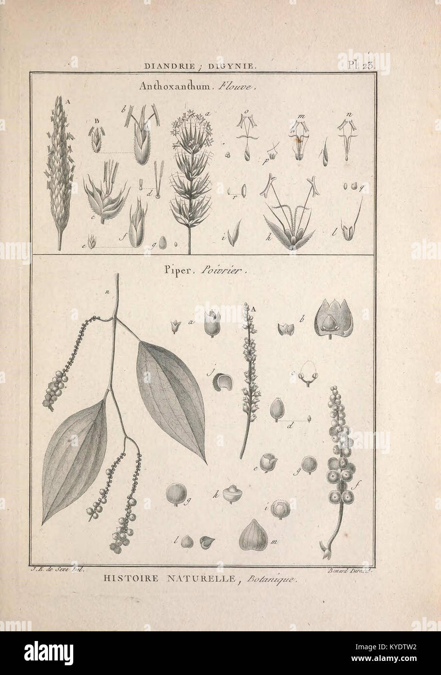 Methodical classification hi-res stock photography and images - Alamy