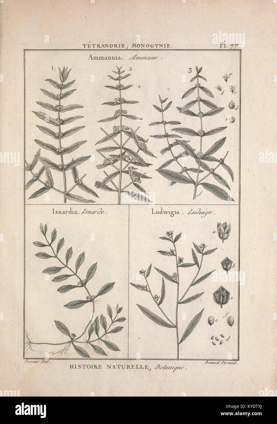 This illustration offers an encyclopedic and methodical depiction of ...