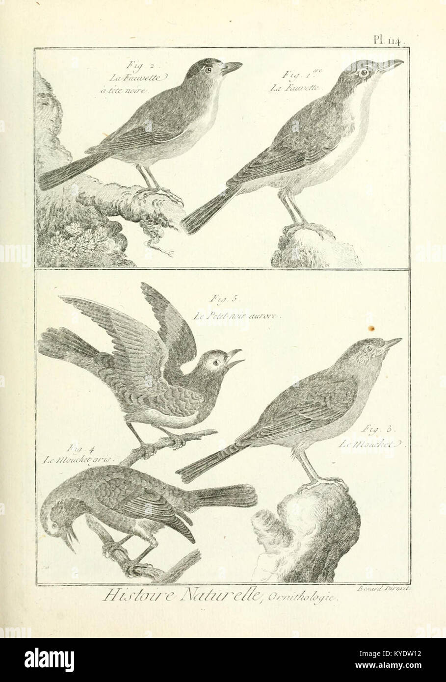 Displays three species hi-res stock photography and images - Alamy