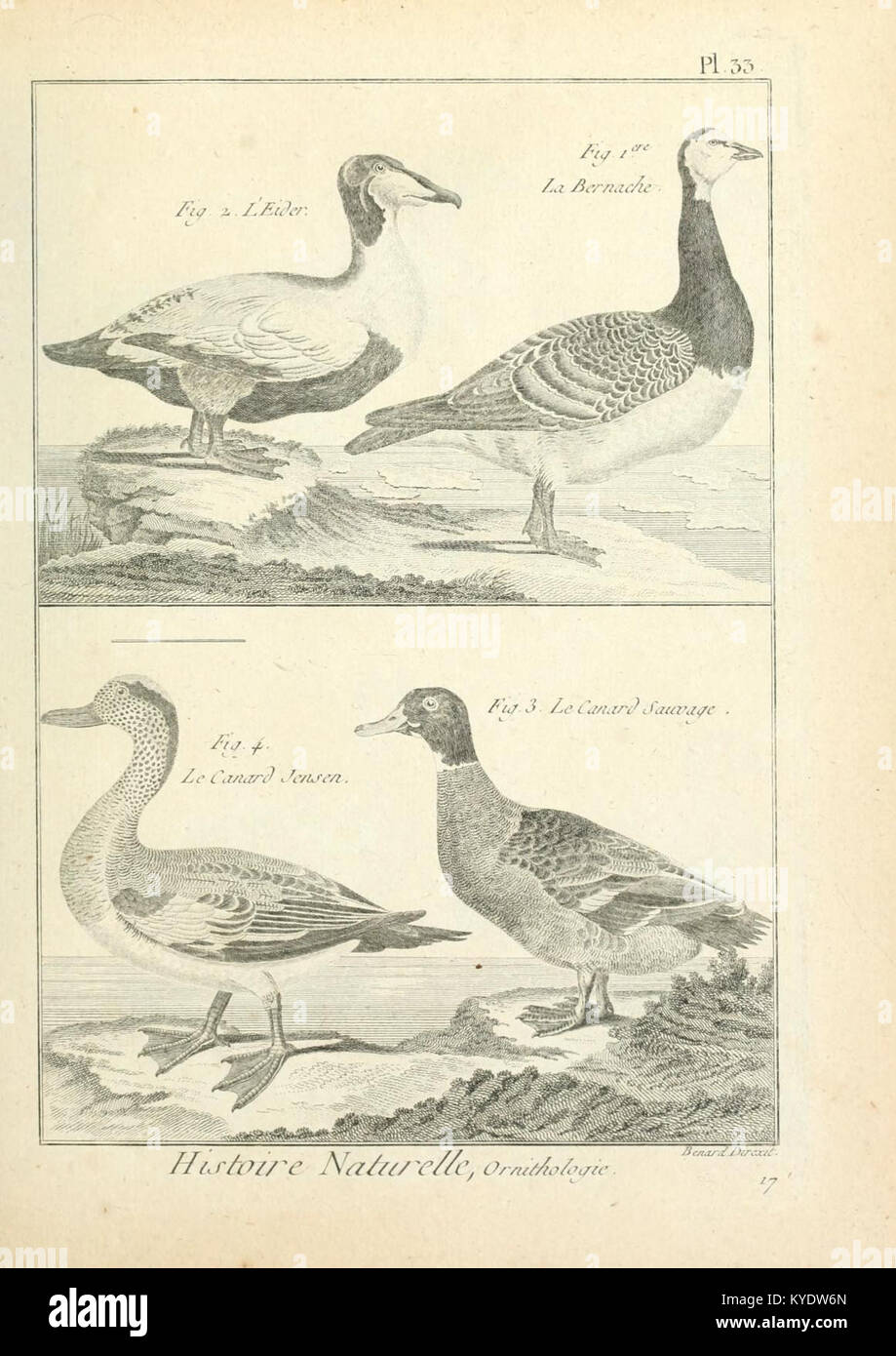 This is a detailed encyclopedic table showcasing the three kingdoms of ...