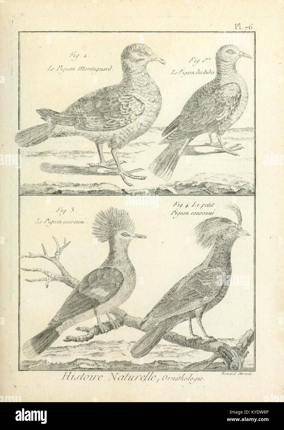 This illustration from 'Tableau encyclopédique et méthodique des trois ...