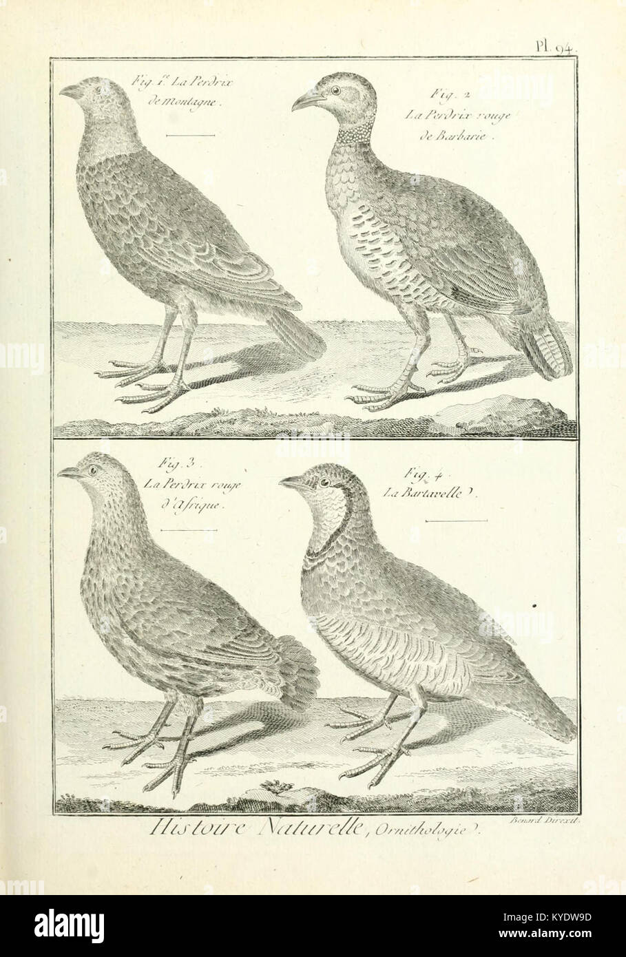 An encyclopedic plate depicting the systematic classification of the ...