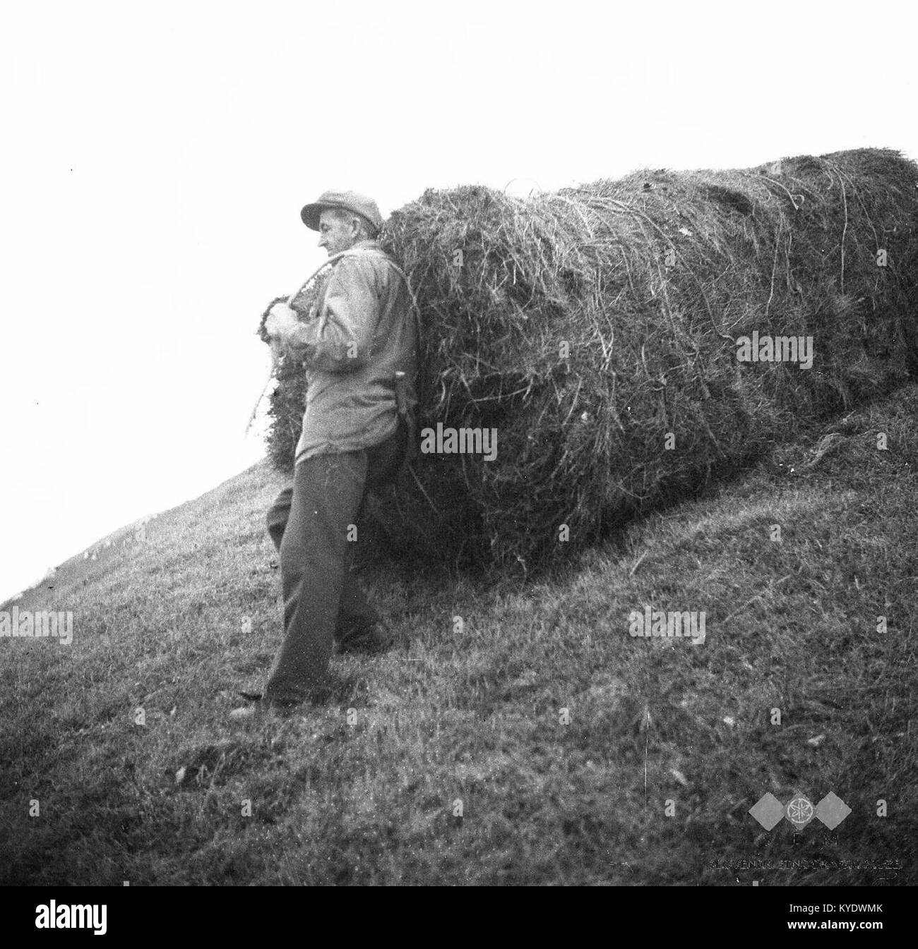 A 1951 image illustrating a Slovenian farmer carrying a load over steep ...