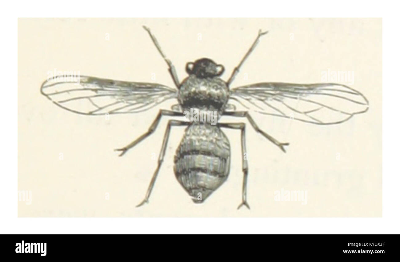 This 1895 scientific entry on *Hypoderma tarandi* (reindeer fly ...