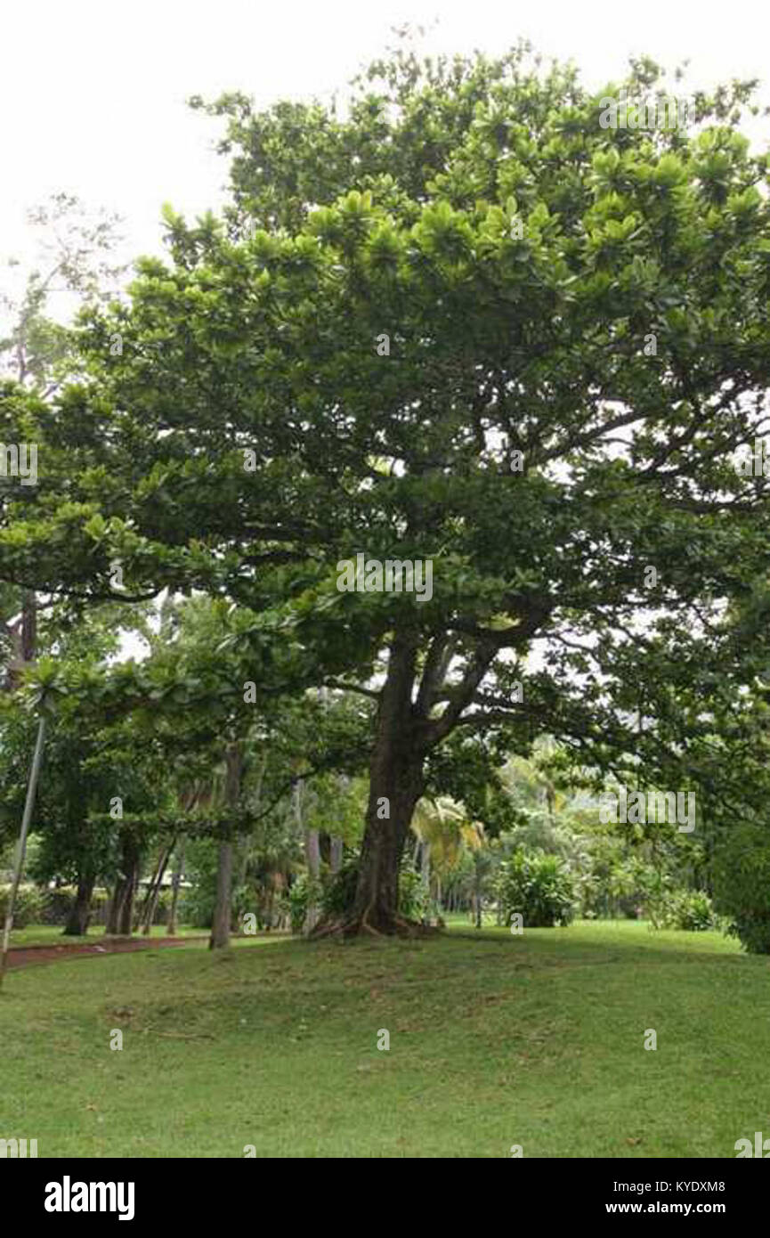 Terminalia catappa, known as the tropical almond, is a tree species ...