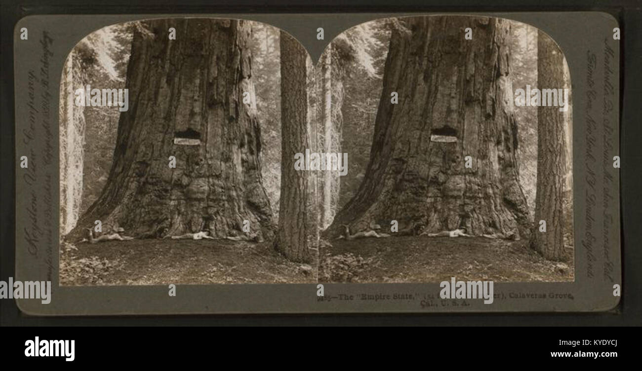 A stereoscopic photograph by Benjamin Lloyd Singley showing the giant ...