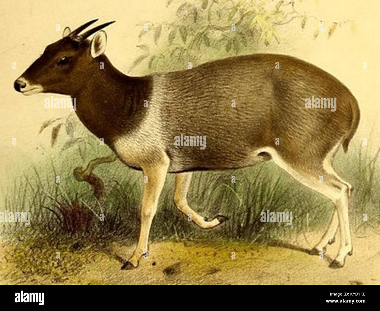 An illustration from 'The Book of Antelopes' (1894), depicting ...