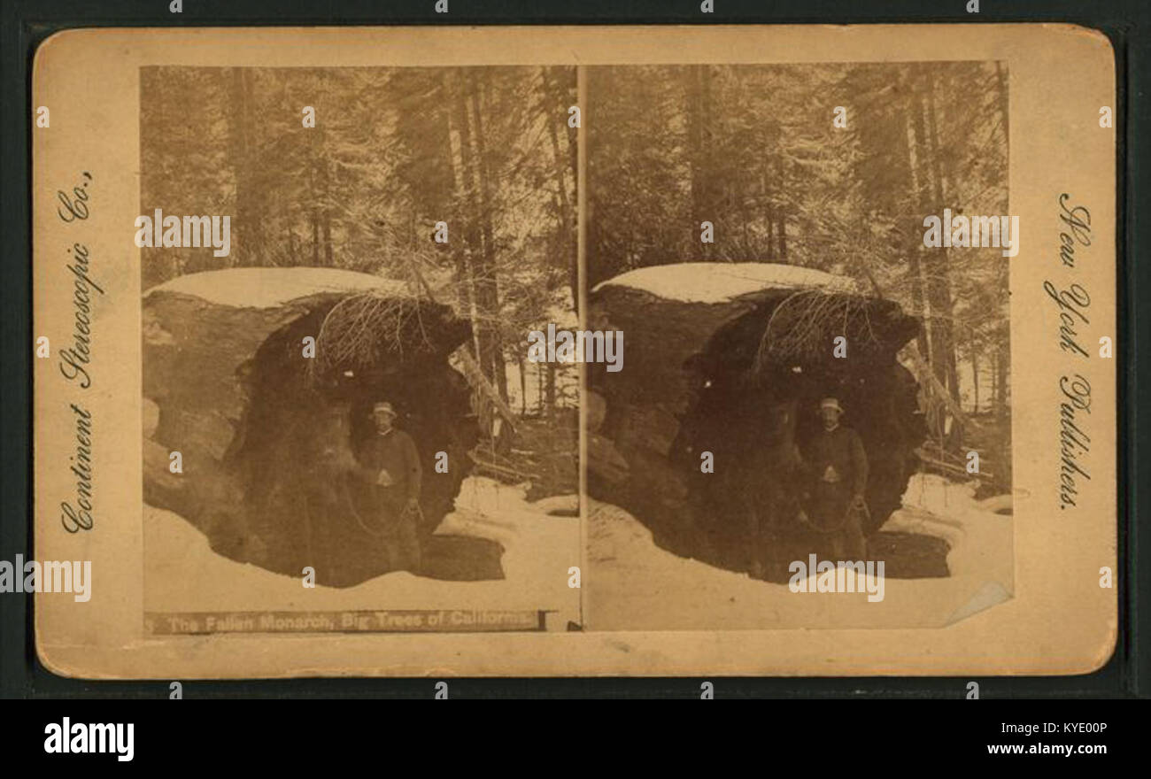 The Fallen Monarch, big trees of California, by Continent Stereoscopic ...