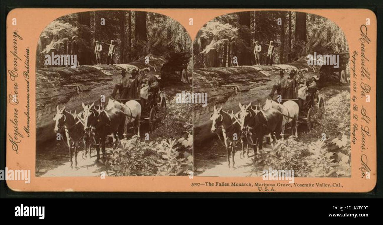 A historical photograph of the 'Fallen Monarch' tree in Mariposa Grove ...