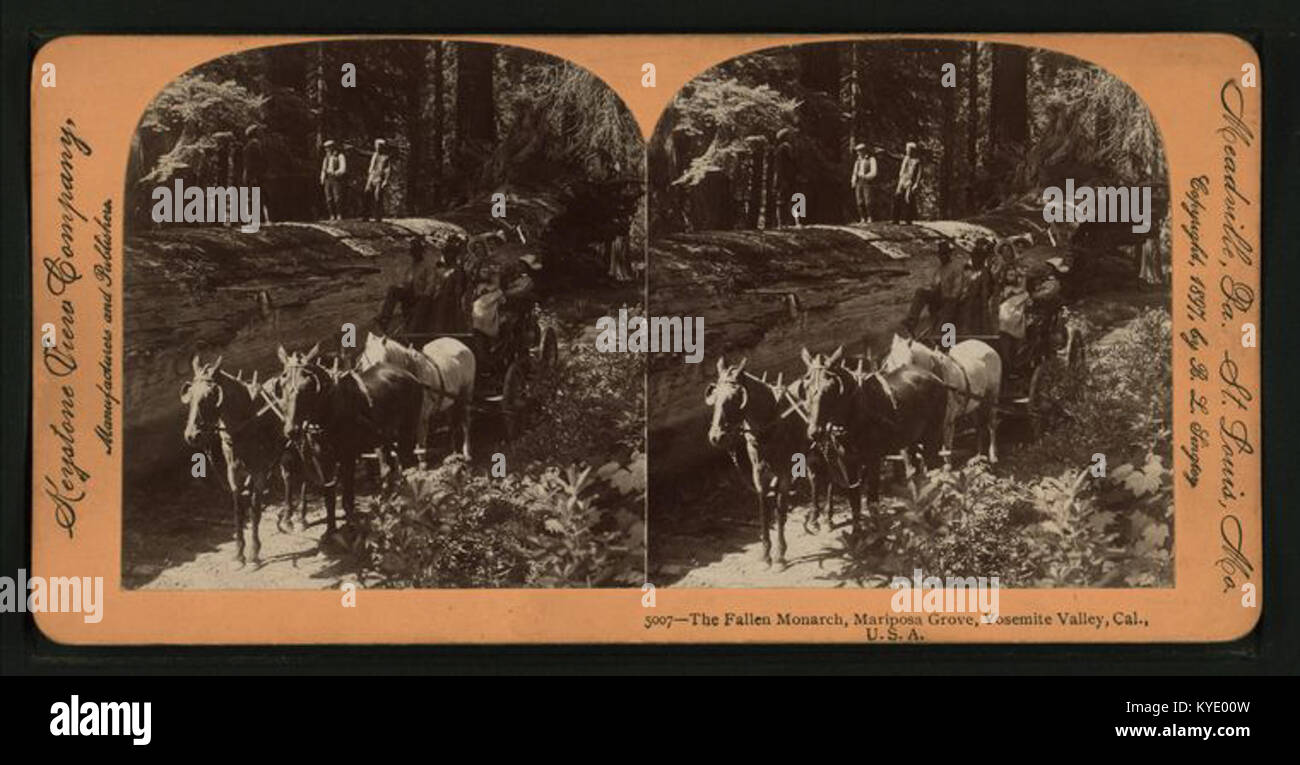 The Fallen Monarch, Mariposa Grove, Yosemite Valley, Cal., U. S. A., by ...