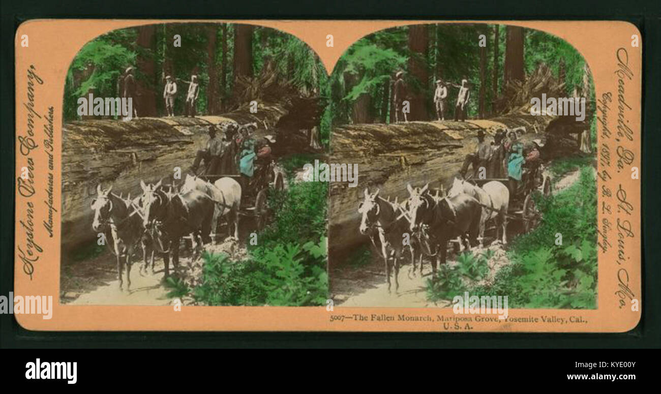 A photograph of the Fallen Monarch tree in Mariposa Grove, Yosemite ...