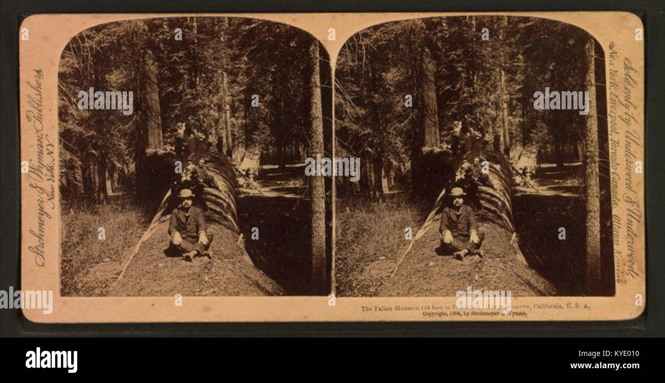 The Fallen Monarch is a massive giant sequoia tree in Mariposa Grove ...