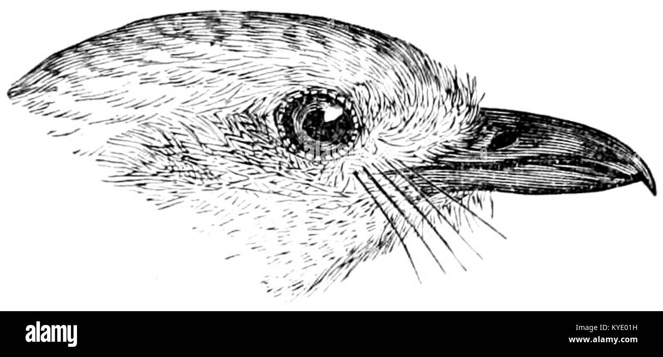 *a history british birds* Black and White Stock Photos & Images - Alamy