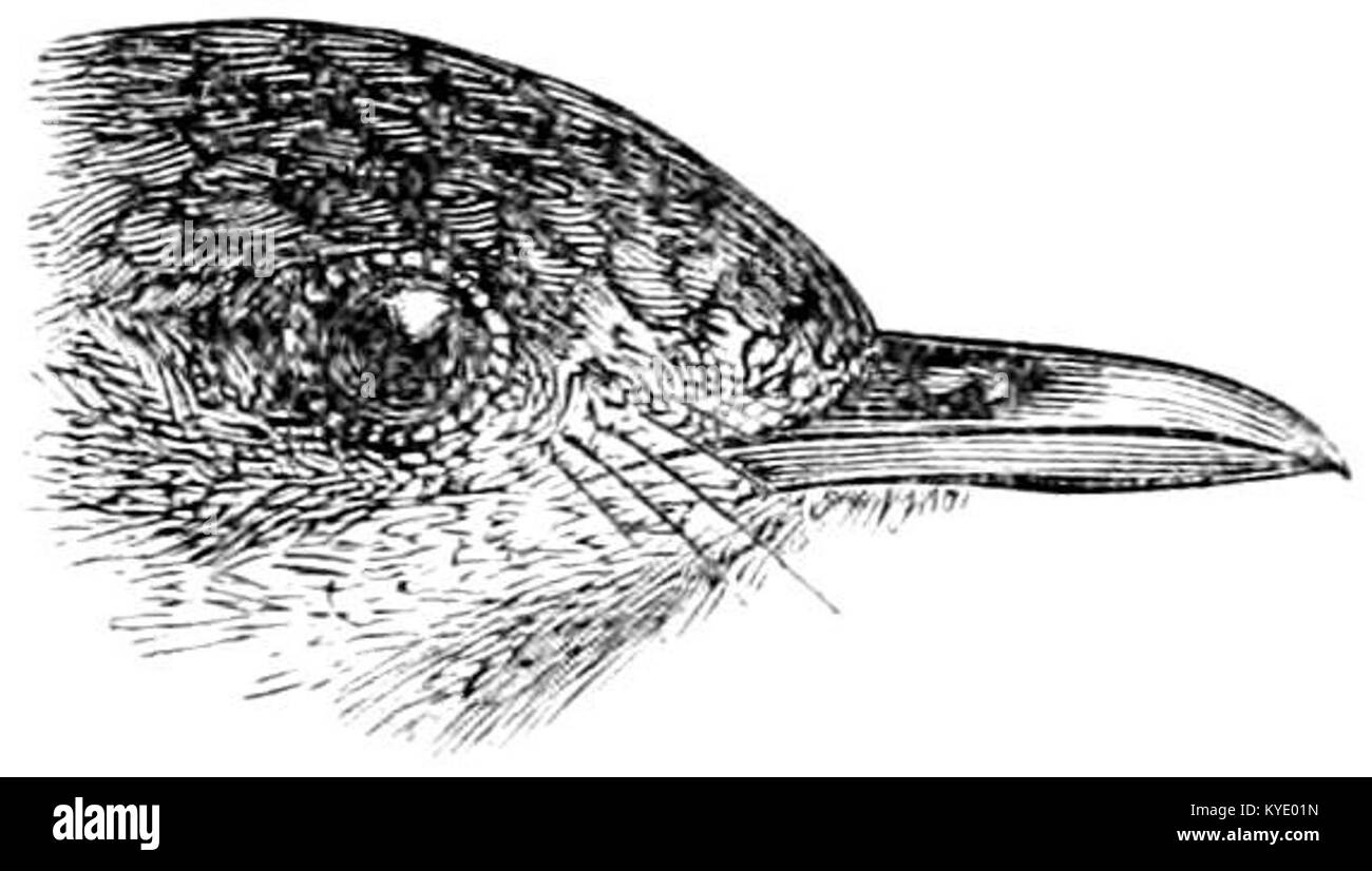 An ornithological illustration from 'The Fauna of British India ...