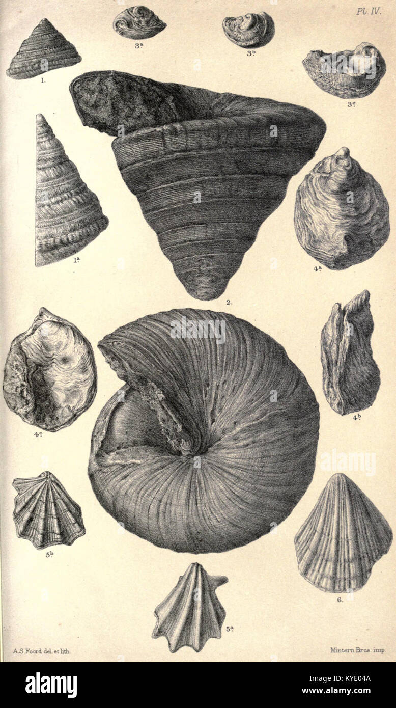 Work examines fossil deposits hi-res stock photography and images - Alamy