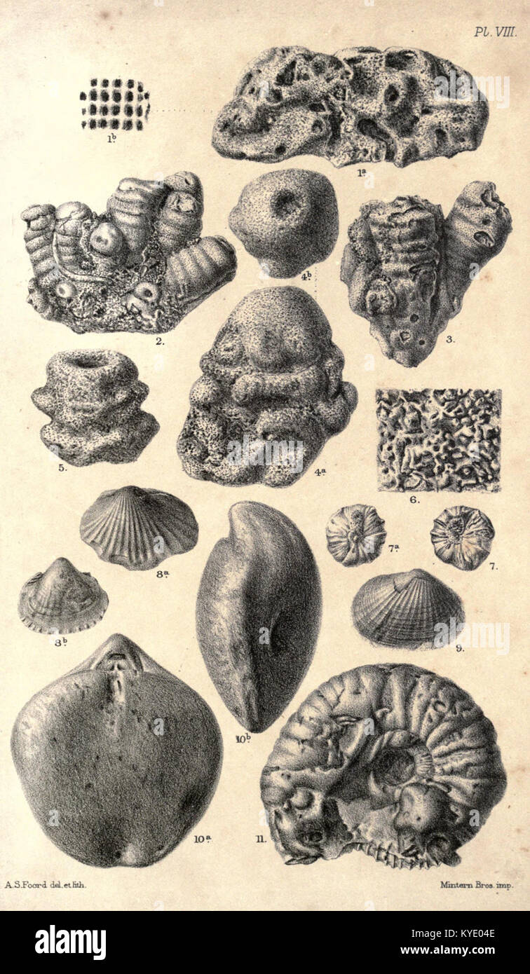 This study analyzes fossils from Neocomian deposits in Upware and ...