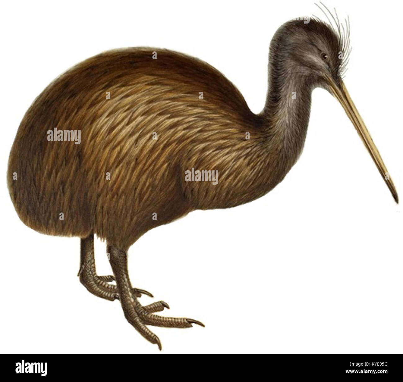 Illustration displaying multiple bird genera, created as a visual guide ...